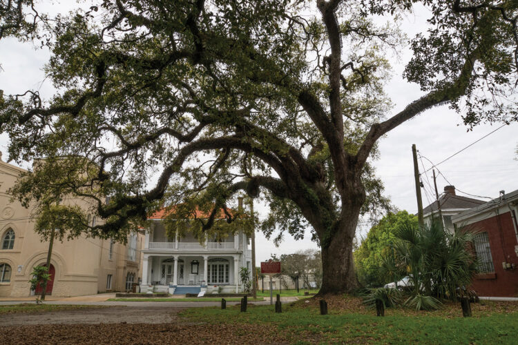 New Mobile Tree Trail: Sharing the love for Mobile's Nature and Past