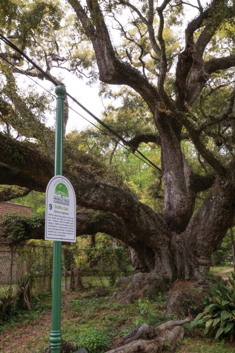 New Mobile Tree Trail: Sharing the love for Mobile's Nature and Past