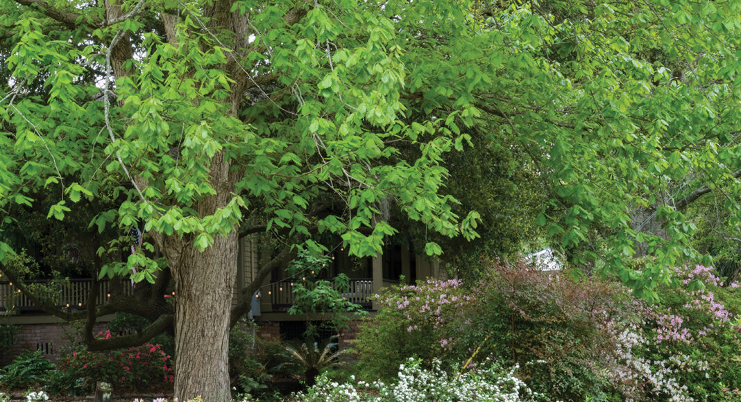 New Mobile Tree Trail: Sharing the love for Mobile's Nature and Past