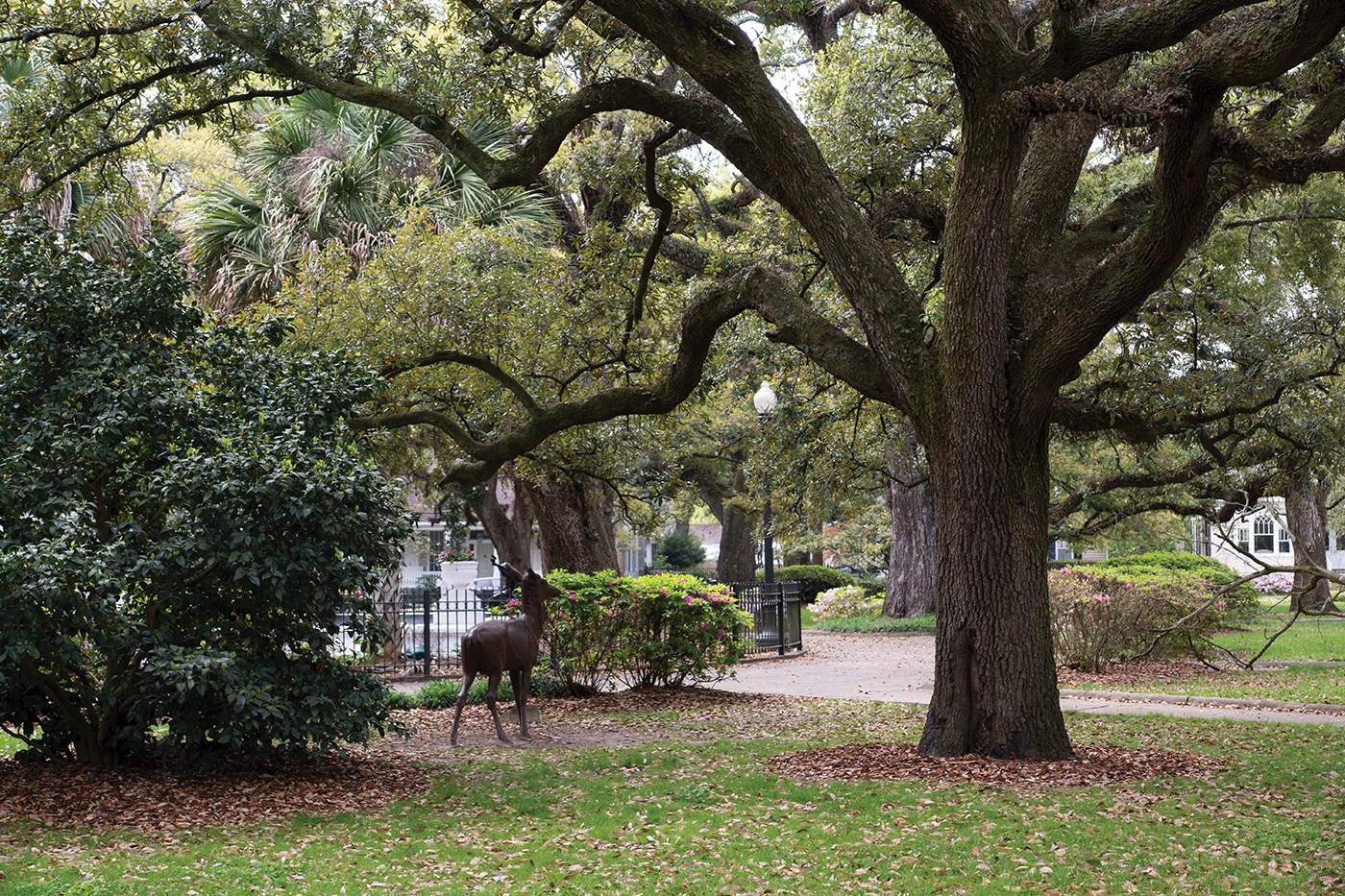 New Mobile Tree Trail: Sharing the love for Mobile's Nature and Past