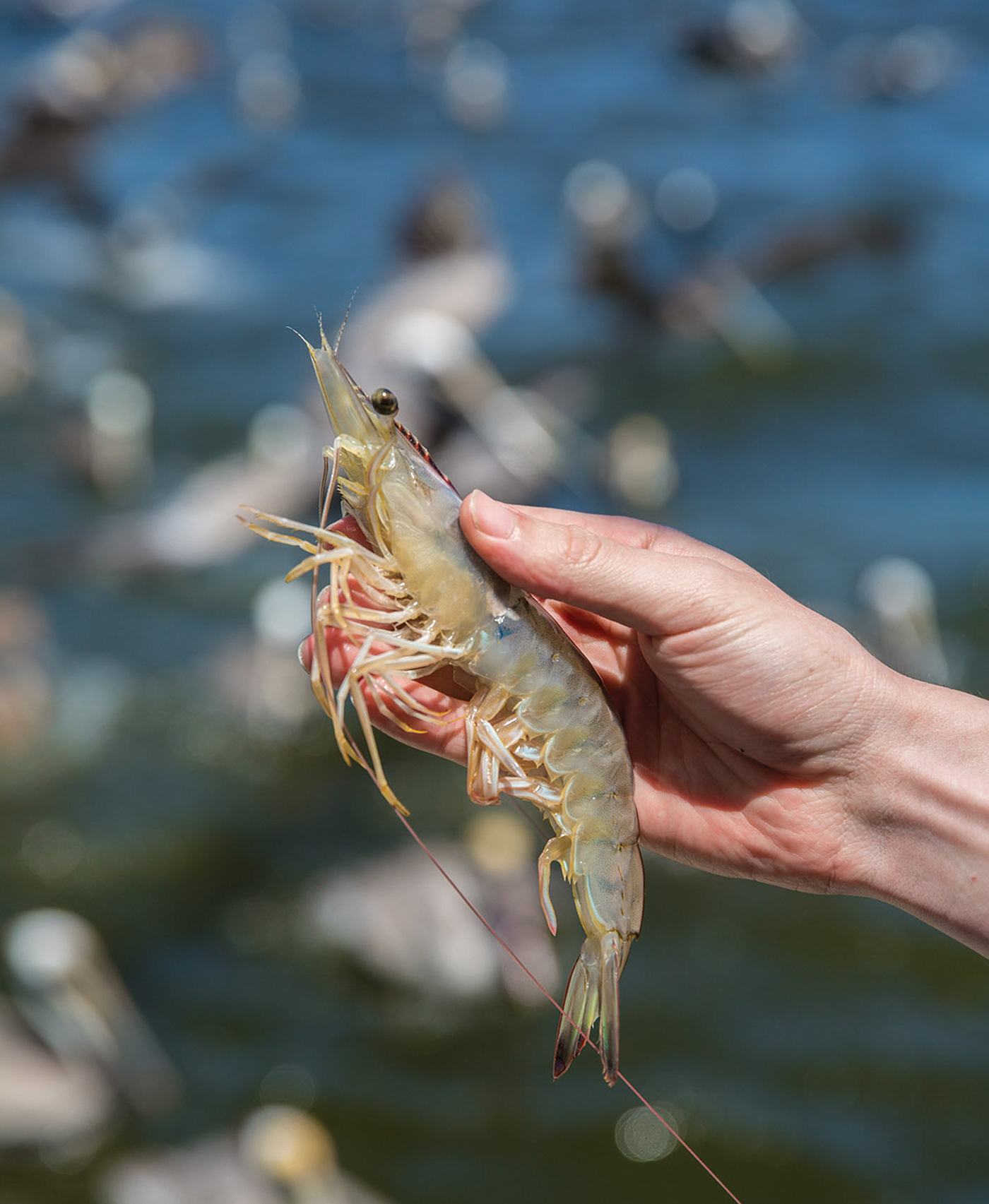 Pulling a Shrimp Trawl