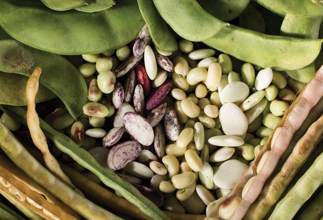 5 Red Snapper Recipes to Try this Summer