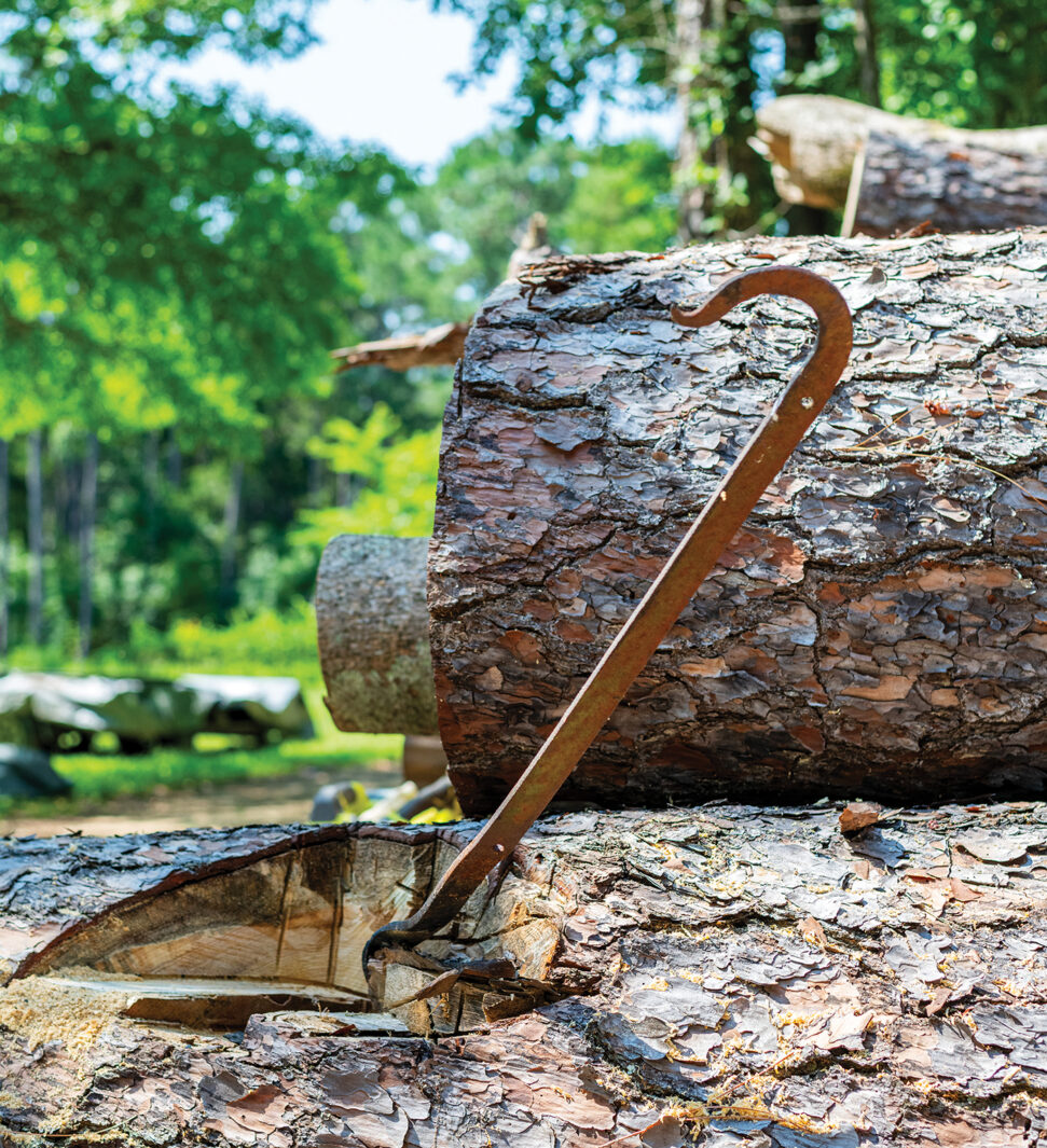 An Old Fairhope Tree, Our Long-Lived Friend
