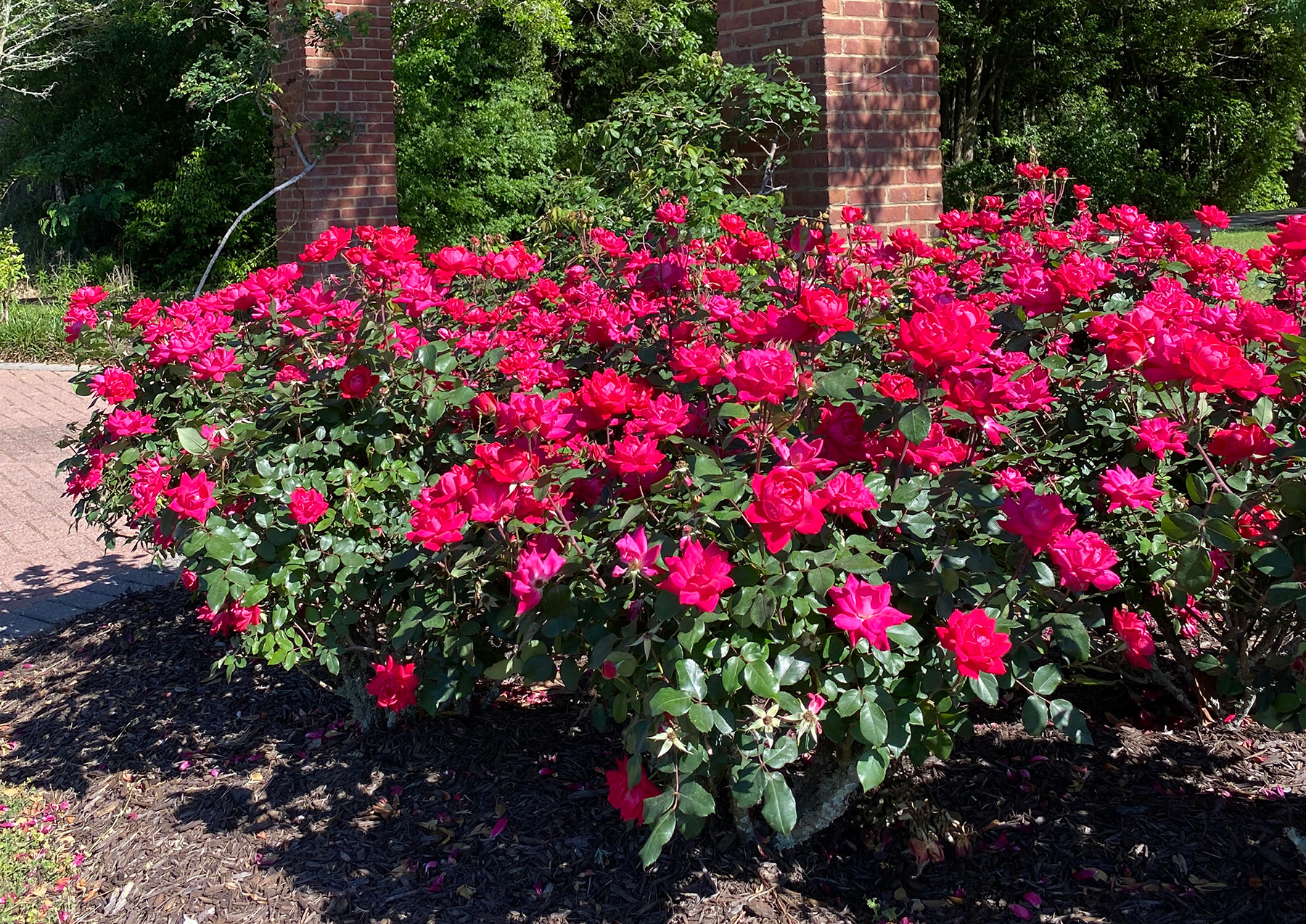 Stop and Smell the Roses along Foley’s Wilbourne Antique Rose Trail