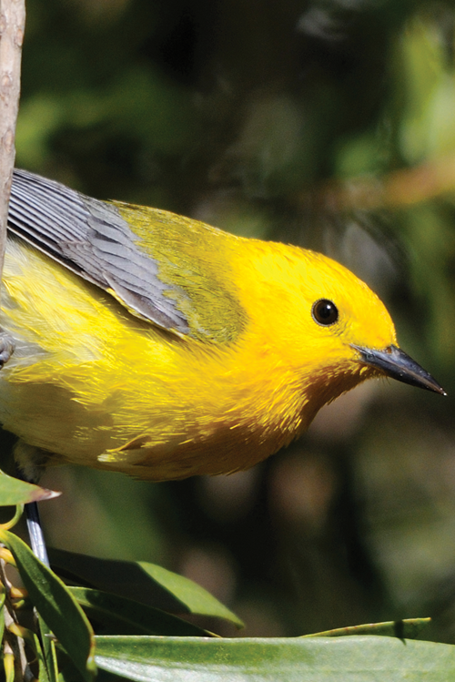 Longing for a Quail Hunt