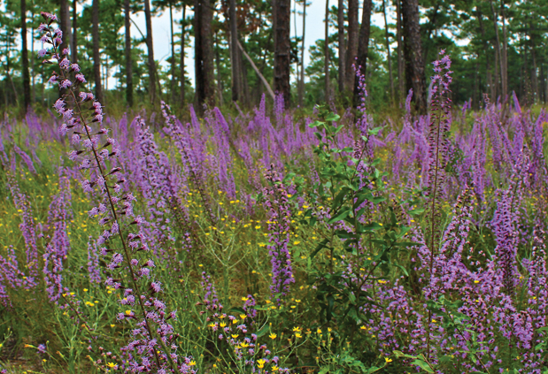 The Longleaf Regeneration