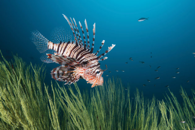 Cooking Up a Gulf Invader