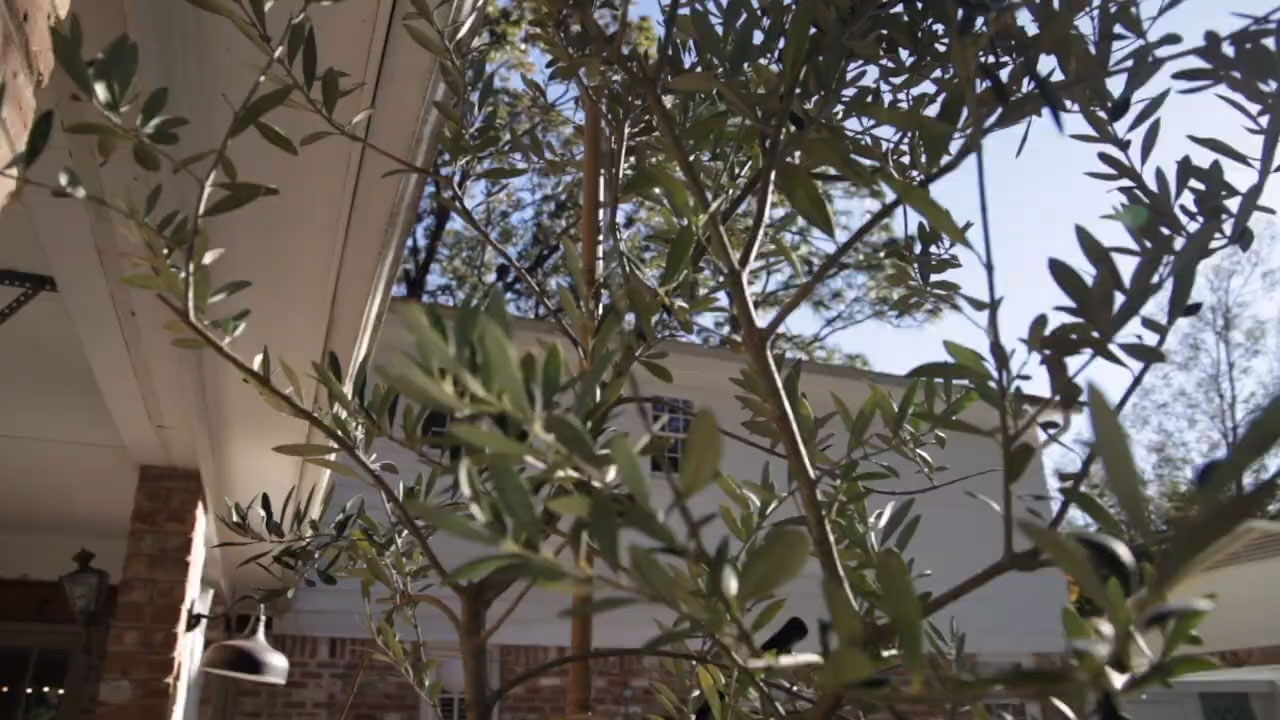 Video: How to Plant Your Own Olive Tree