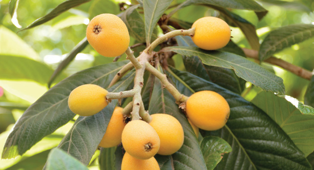 Loquat: Jewel of the South